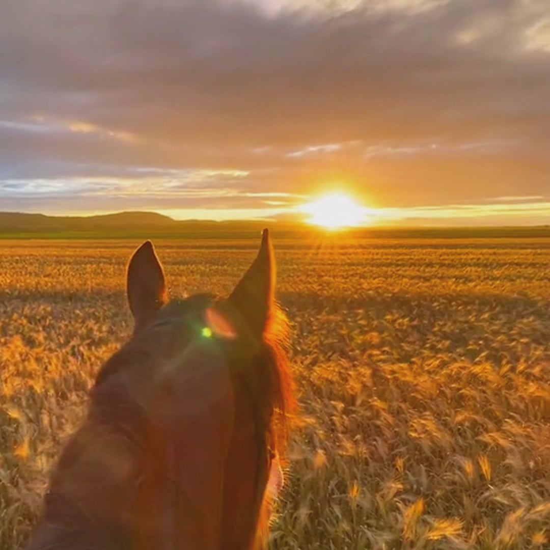 ActionSnap™ - Equestrian Action Camera – My Action Snap
